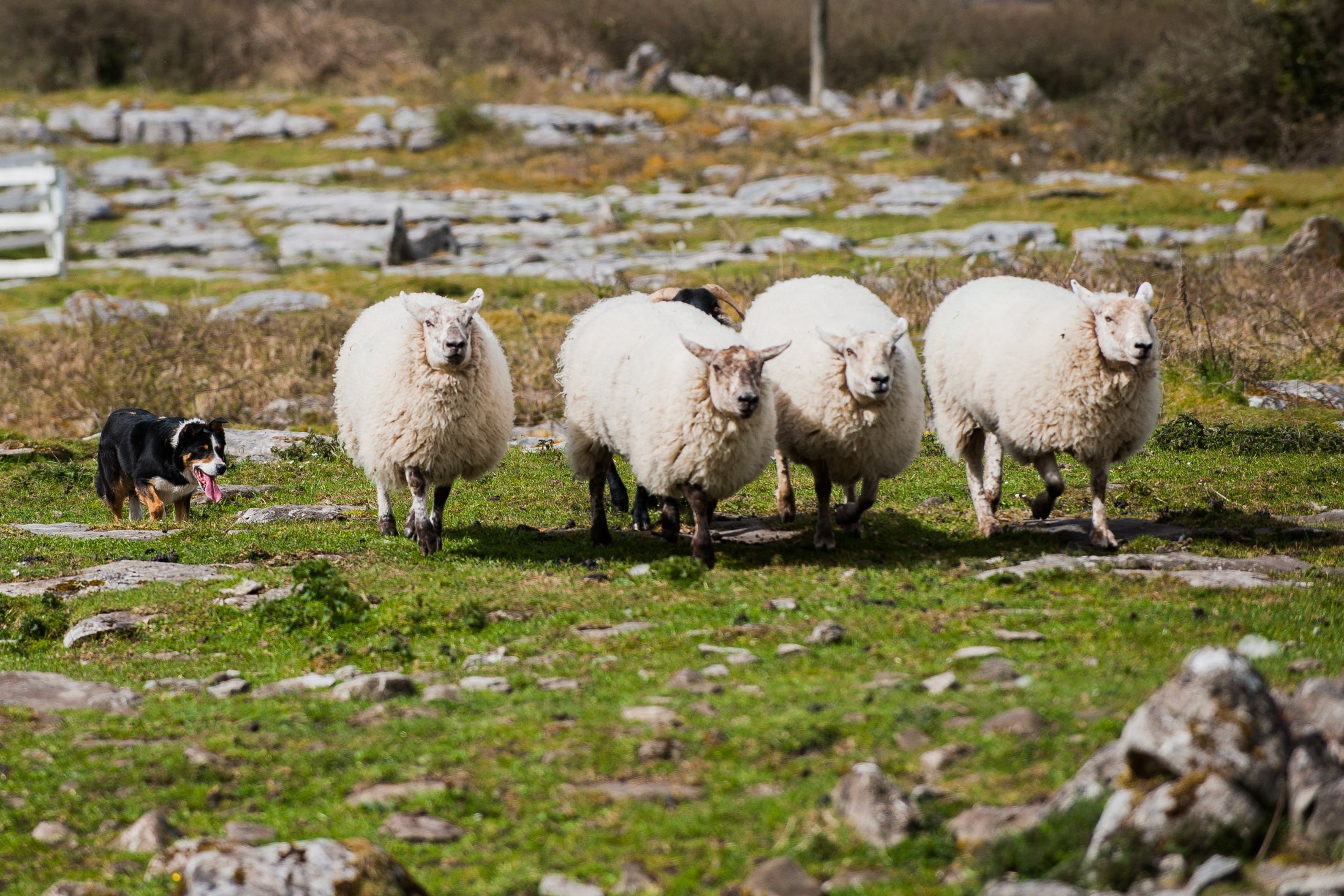 Visit Caherconnell Fort Sheepdog Demonstrations With Discover Ireland